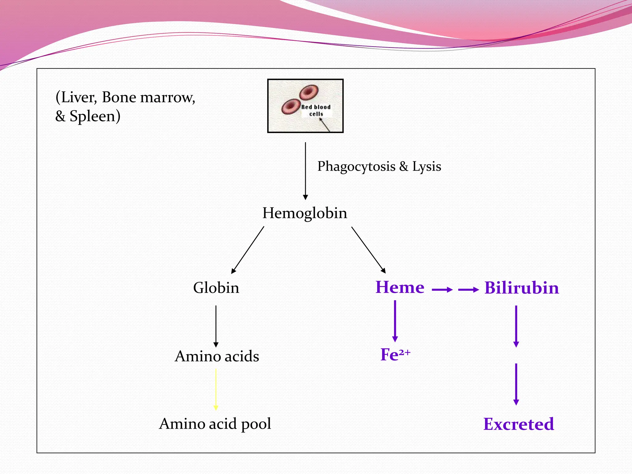 Porphyrins (2).pptx Definition and types | PPTX