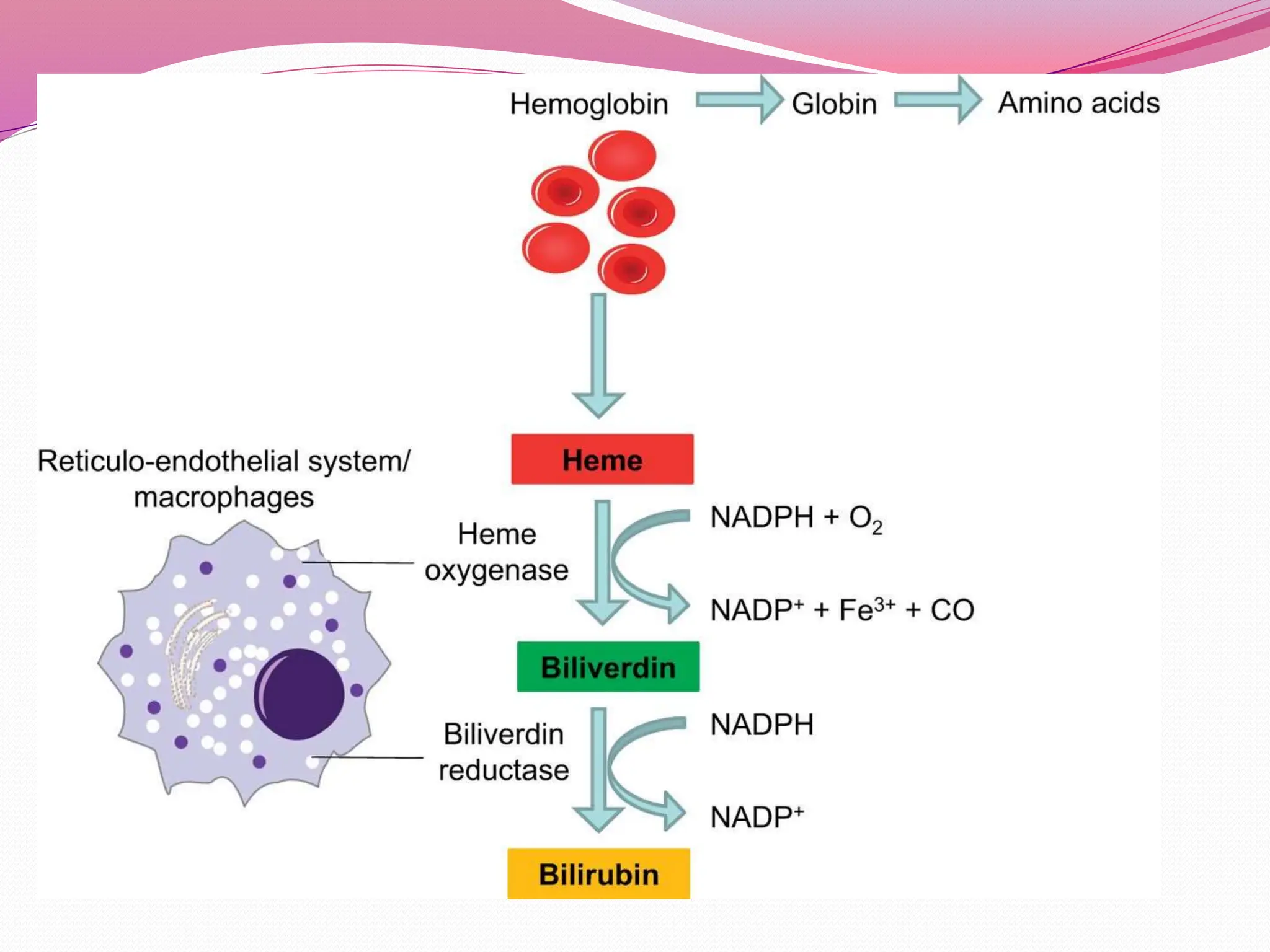 Porphyrins (2).pptx Definition and types | PPTX | Blood Disorders ...