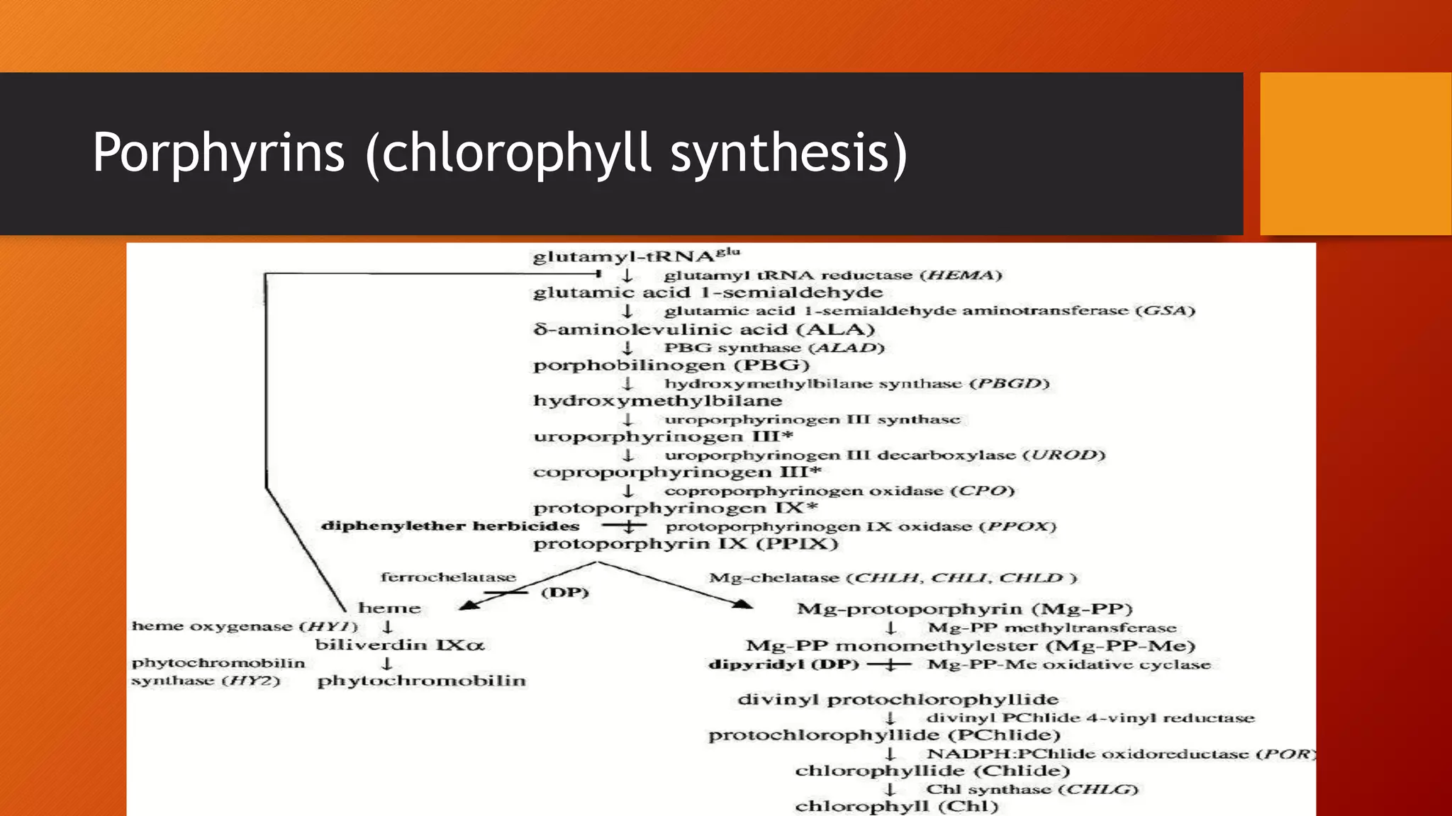 porphyrins chemistry and metabolism.pptx