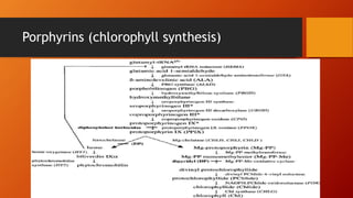 porphyrins chemistry and metabolism.pptx
