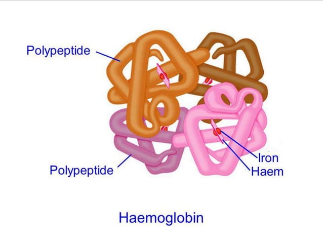 Porphyrins, haemoglobin and bilirubin | PPTX | Genetics | Science