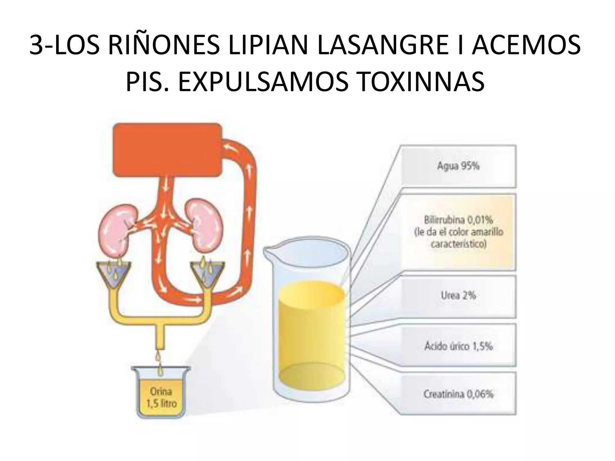 Por qué hacemos caca | PPT