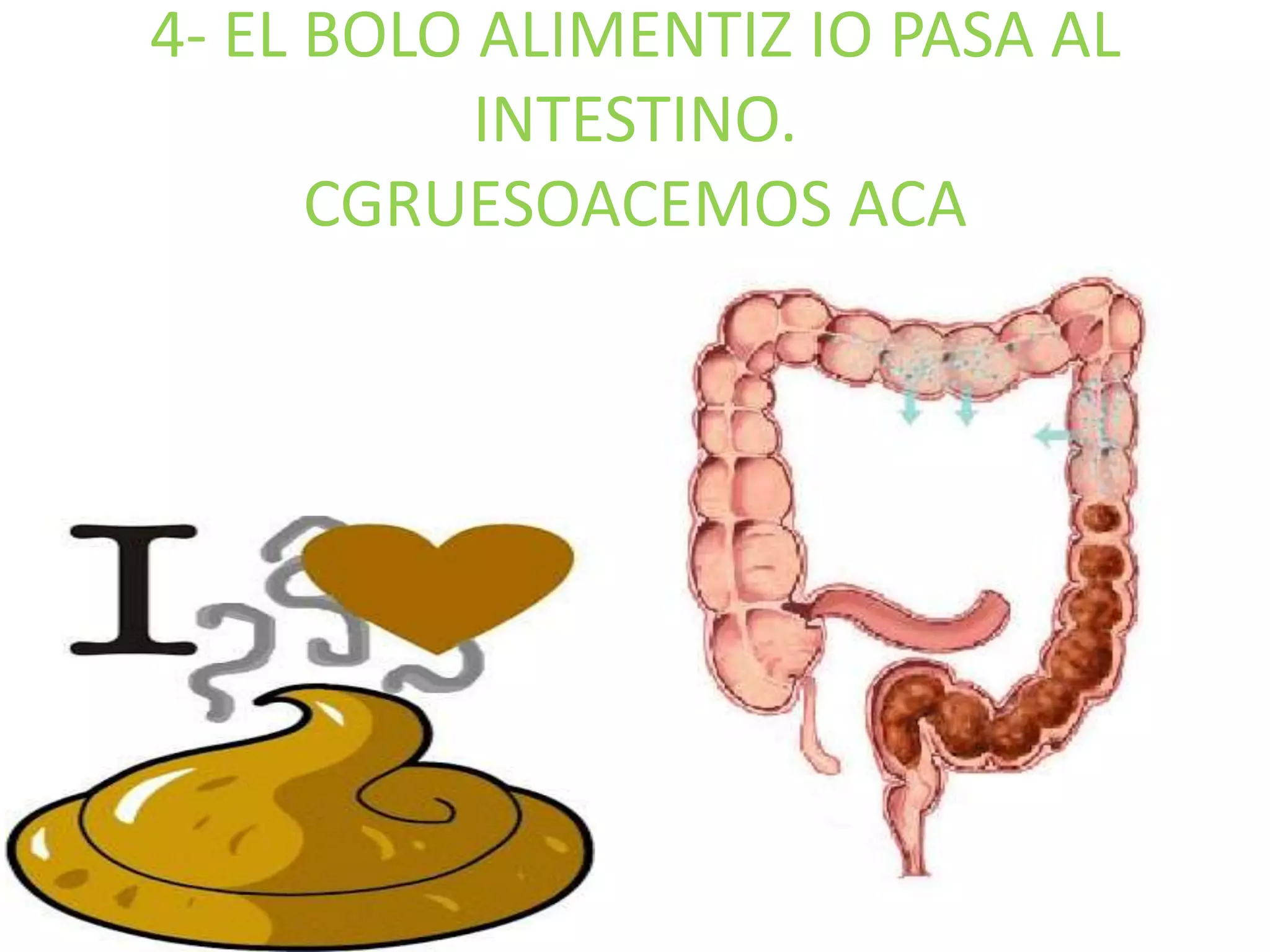 Por qué hacemos caca | PPT