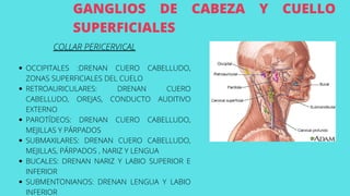 GANGLIOS Y AMIGDALAS | PDF