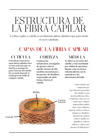 Portafolio de tratamientos y reestructuración capilar | PDF