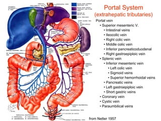 Portal | PDF | Digestive Disorders | Diseases and Conditions
