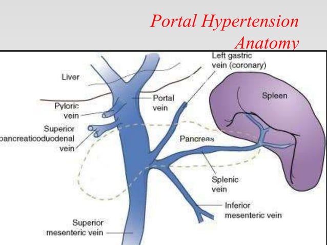 Portal circulation.pptx | Heart and Cardiovascular Diseases | Diseases ...