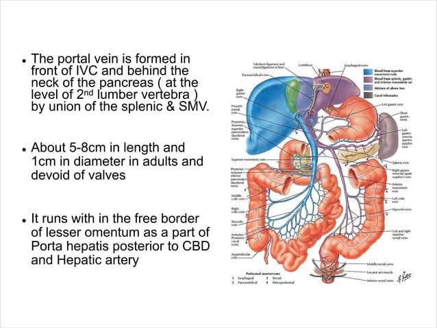 Portal hypertension | PDF | Blood Disorders | Diseases and Conditions