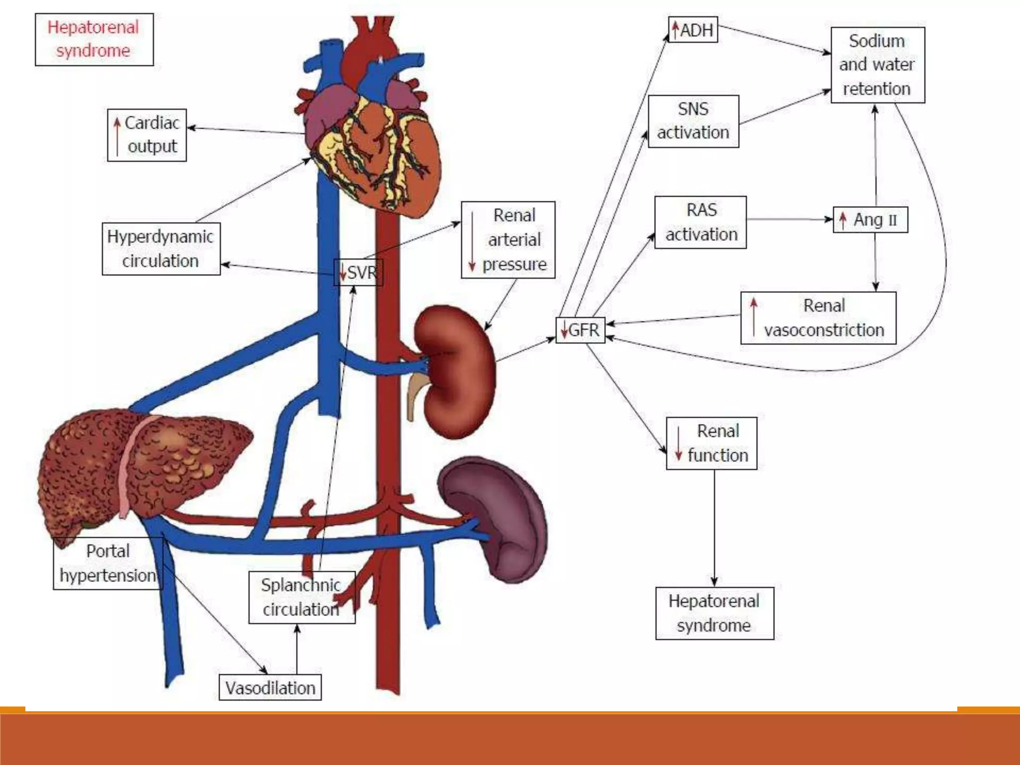 PORTAL HTN spleno renal shunt.ppt