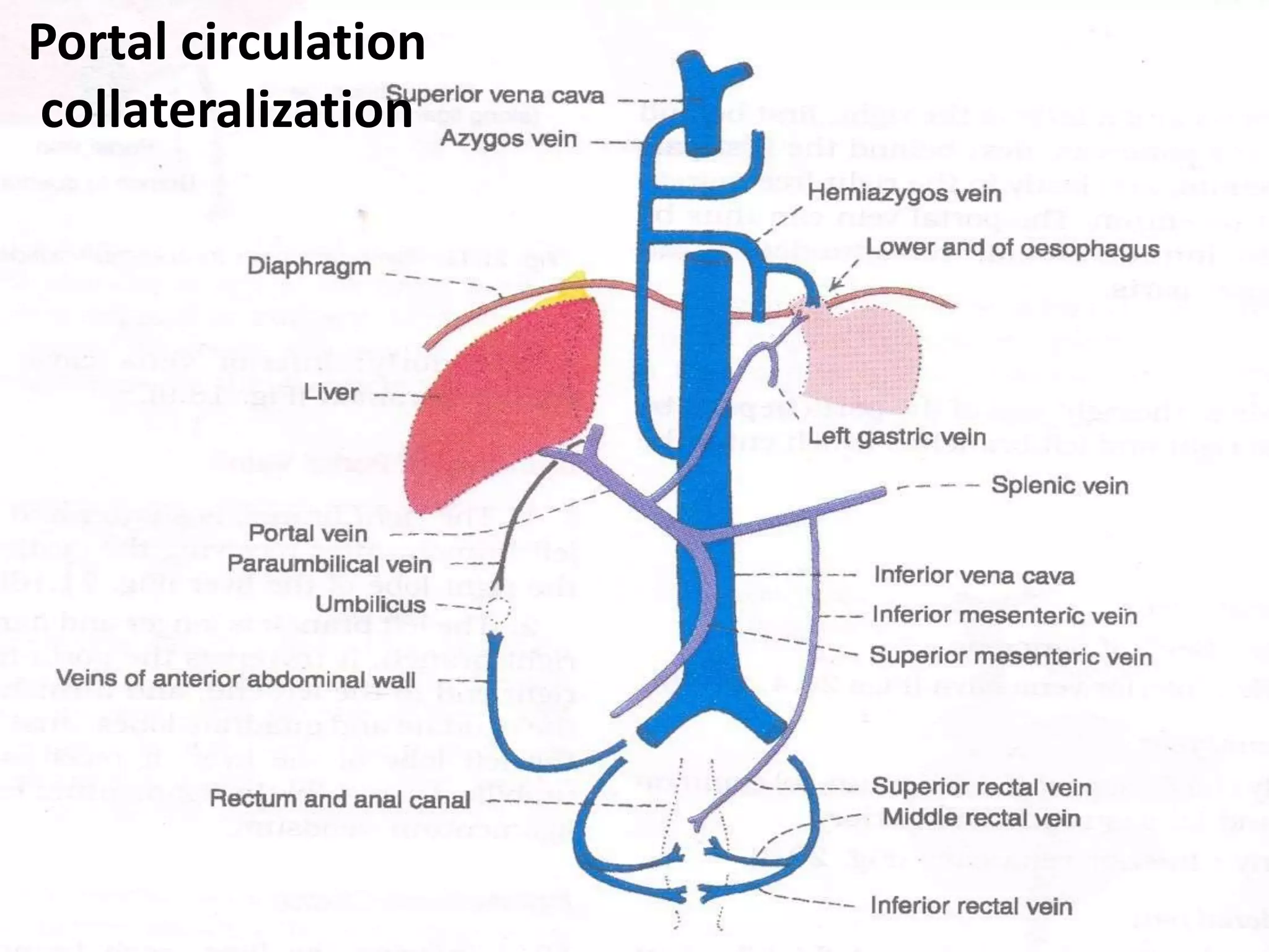 Portal hypertension | PPTX