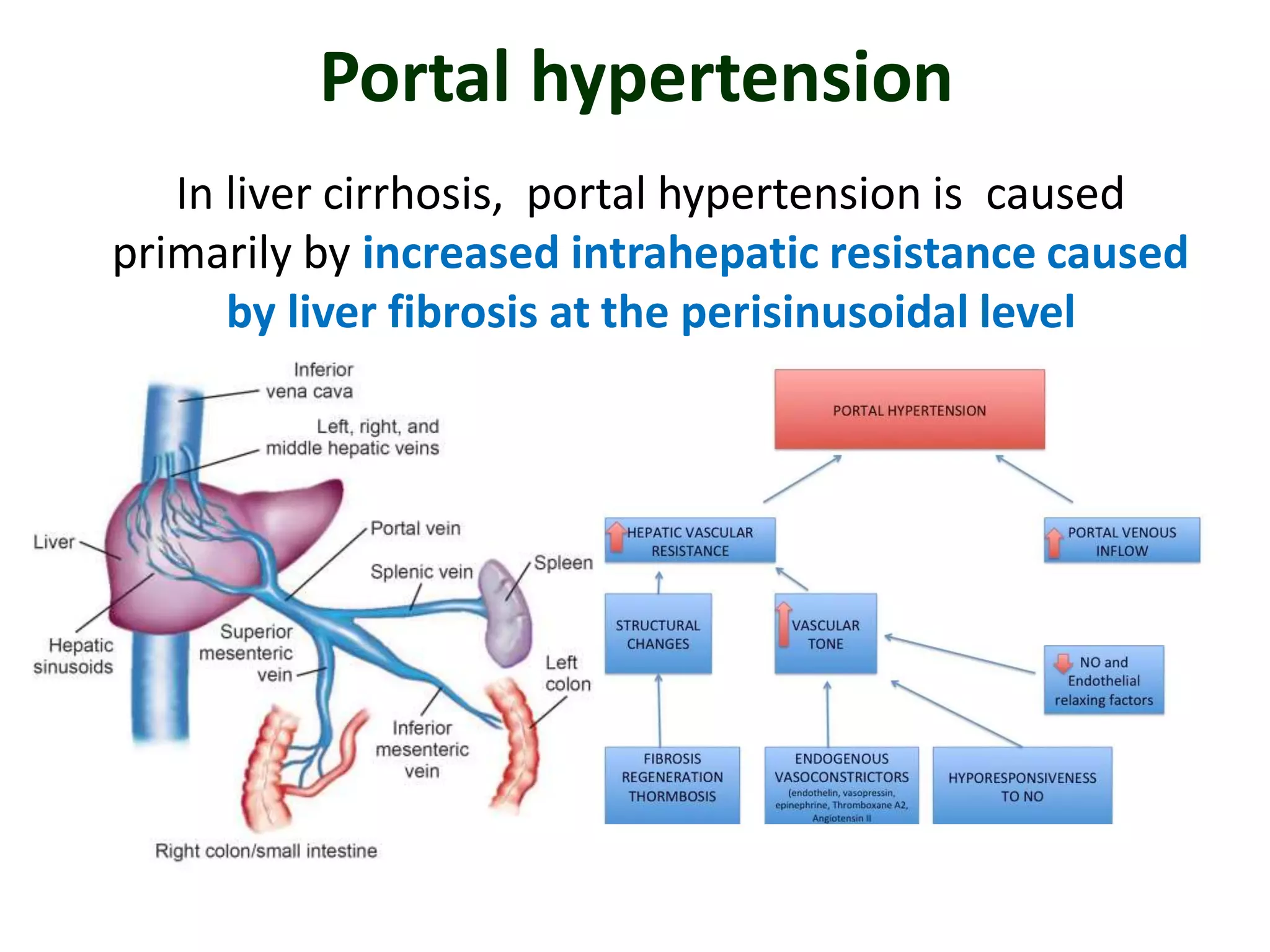 Portal hypertension and gastrointestinal bleeding | PDF
