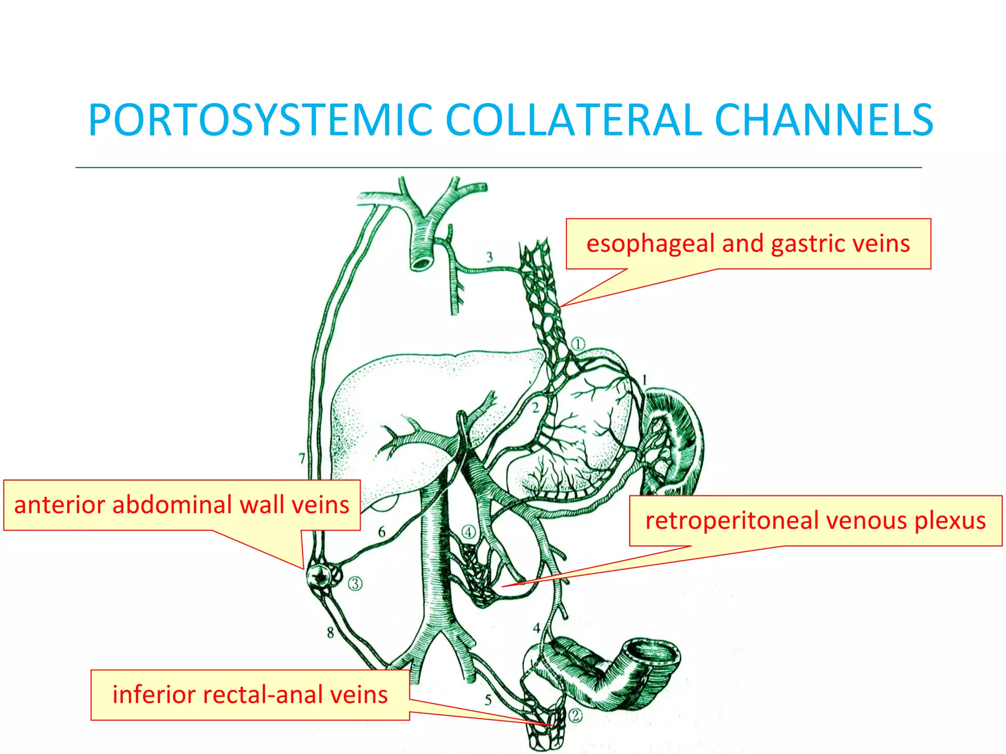 Portal hypertension, hepatic failure | PPT