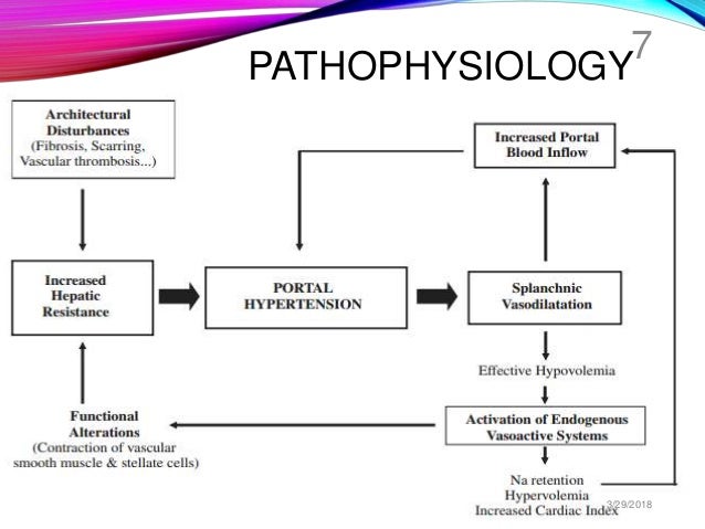 Portal Hypertension Mechanisms Pathophysiology