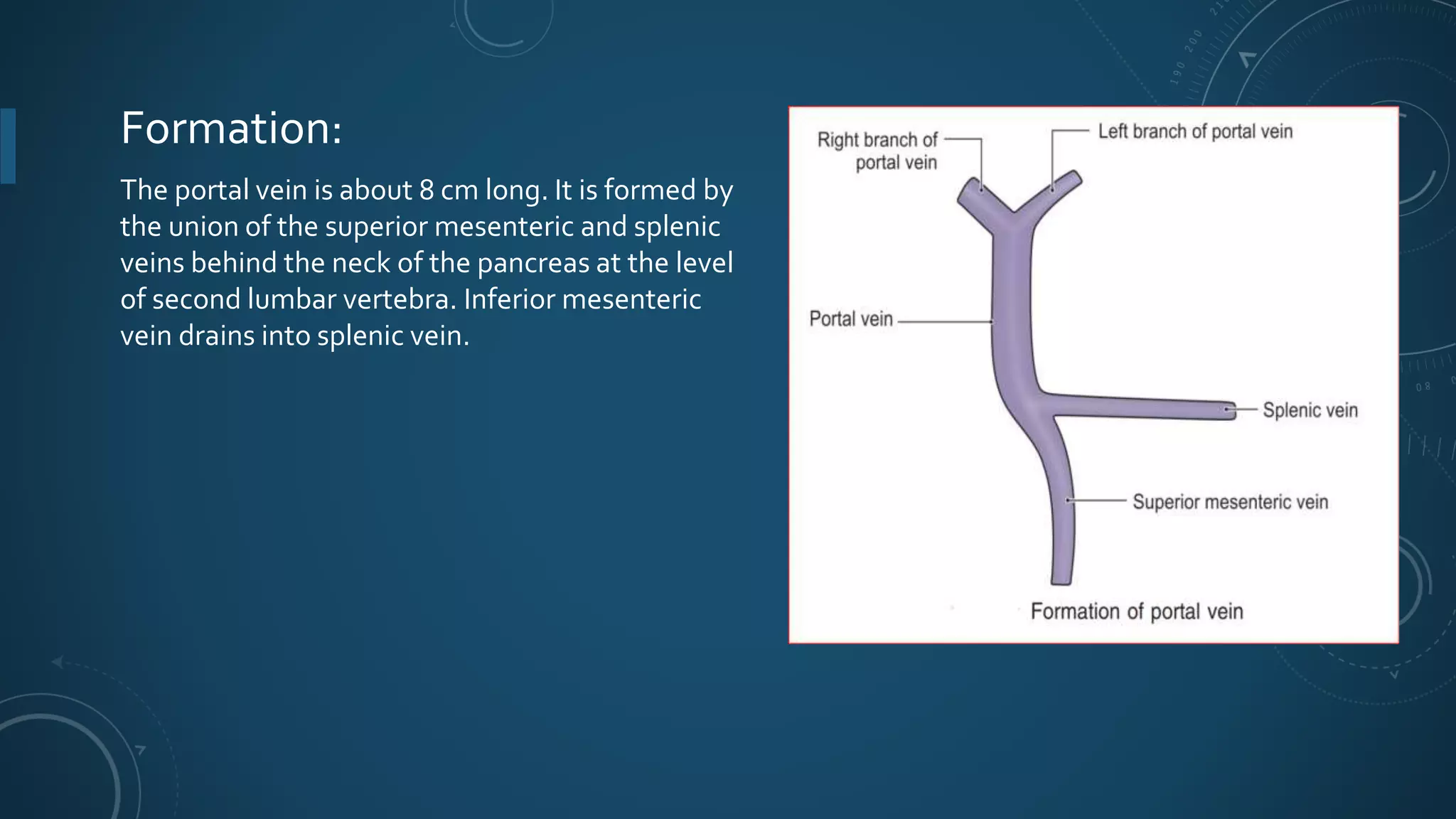 Portal vein.pptx