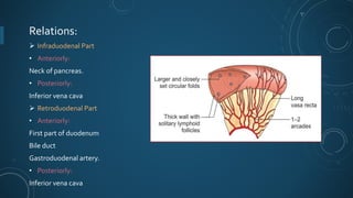 Portal vein.pptx