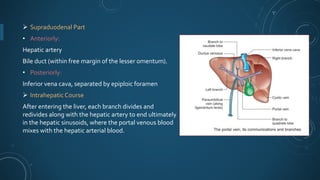 Portal vein.pptx