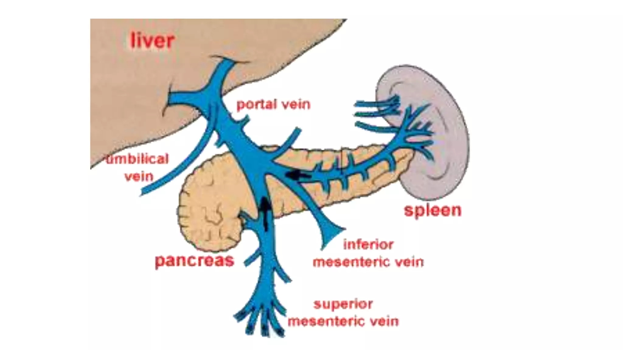 portal vein.pptx