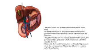 portal vein.pptx