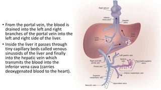 portal vein.pptx