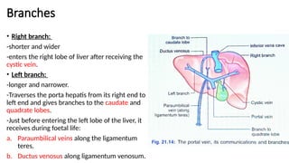 PORTAL VEIN.pptx Anatomy and Portal Hypertension | PPTX