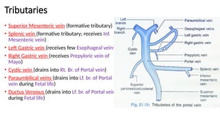 PORTAL VEIN.pptx Anatomy and Portal Hypertension | PPTX