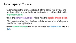 PORTAL VEIN.pptx Anatomy and Portal Hypertension | PPTX