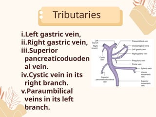 Portal vein.pptx_20241127_140050_00.pptx