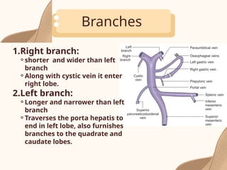 Portal vein.pptx_20241127_140050_00.pptx