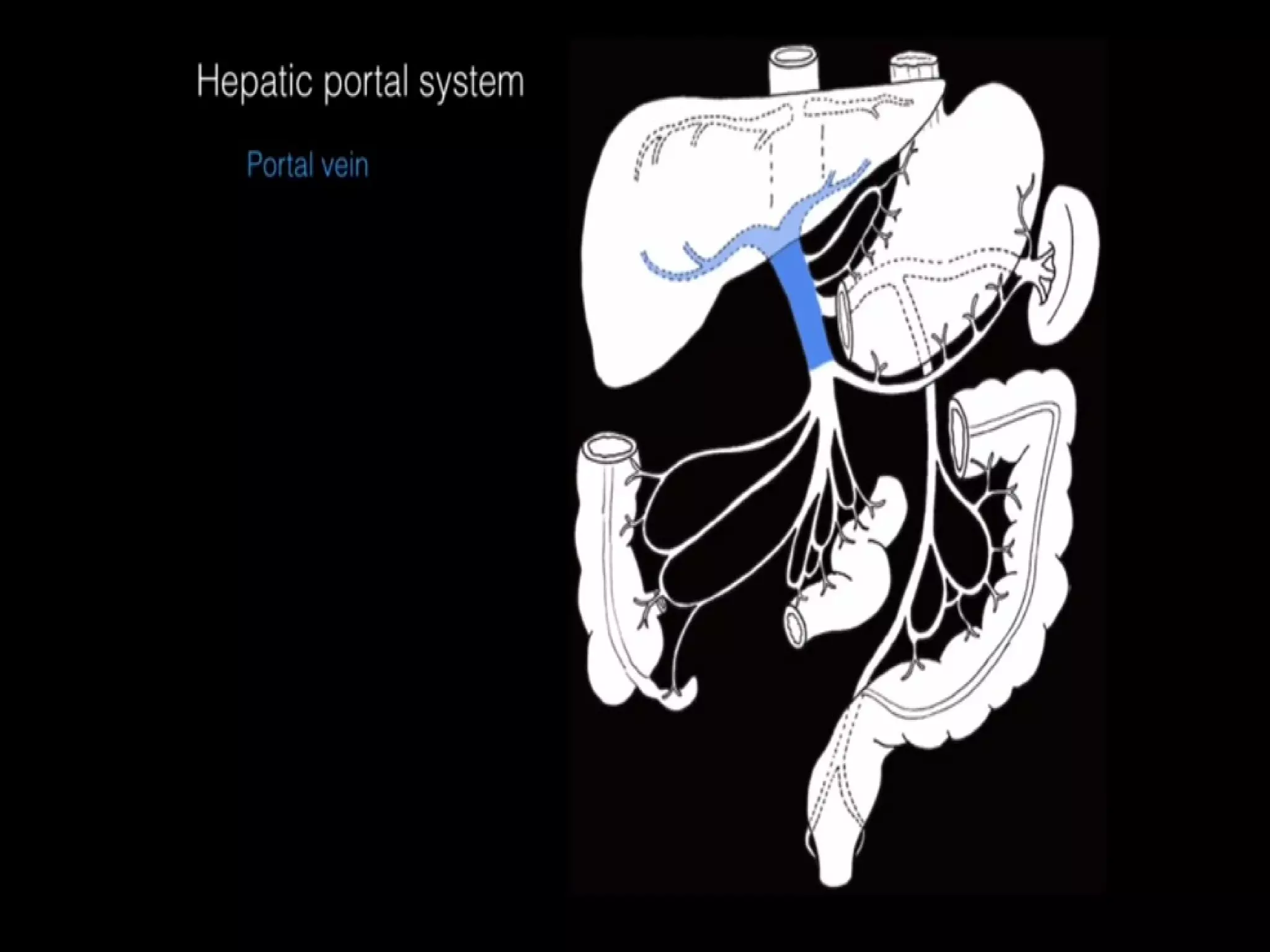Portal vein | PPT