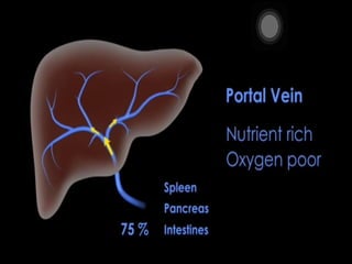 Portal vein | PPT