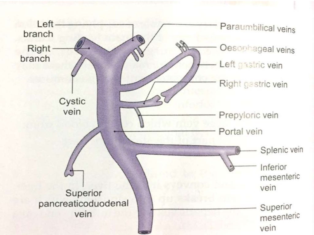 Portal vein and porta caval anastomoses.pptx