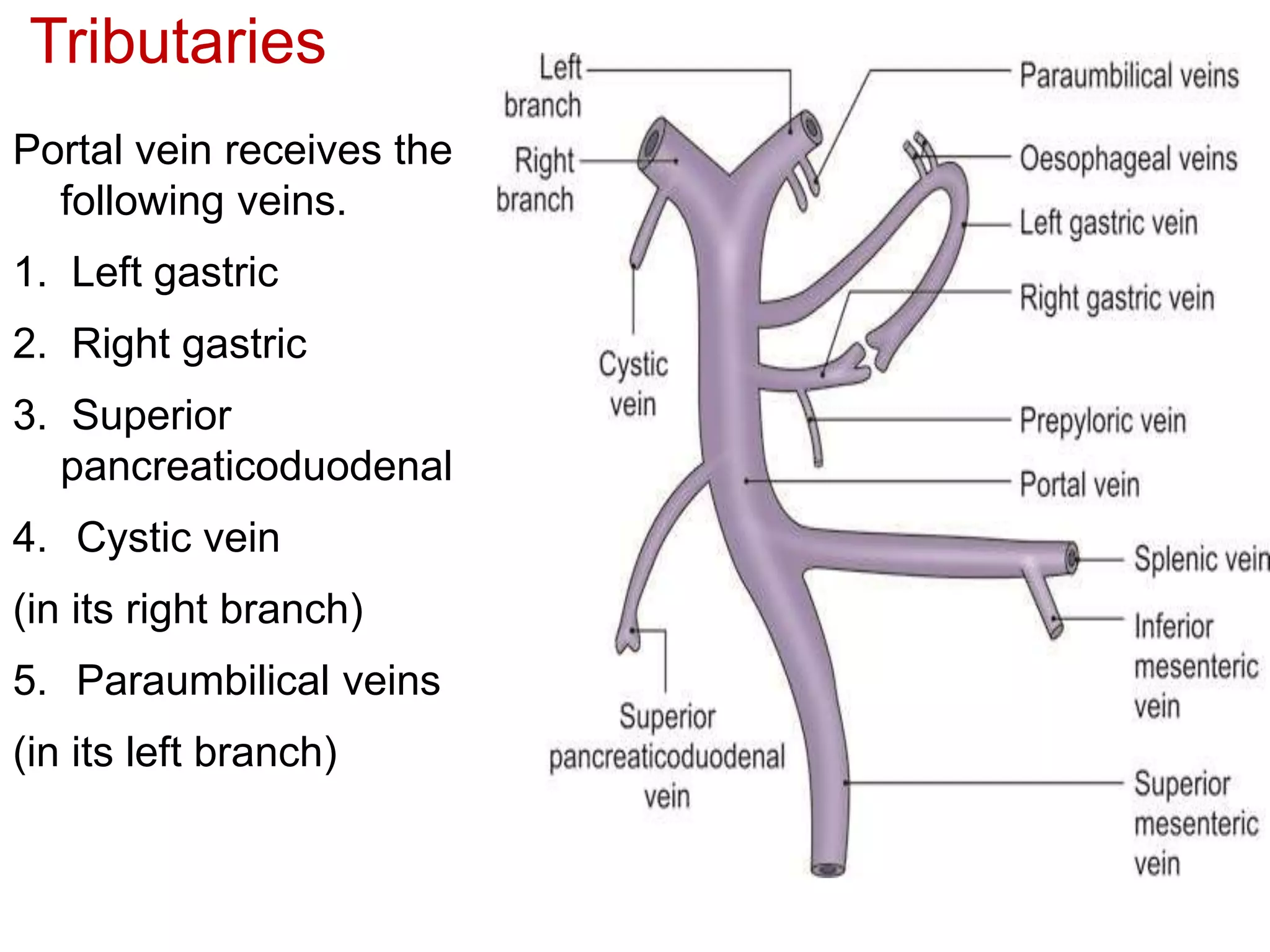 Portal vein & portocaval anastomosis | PPTX