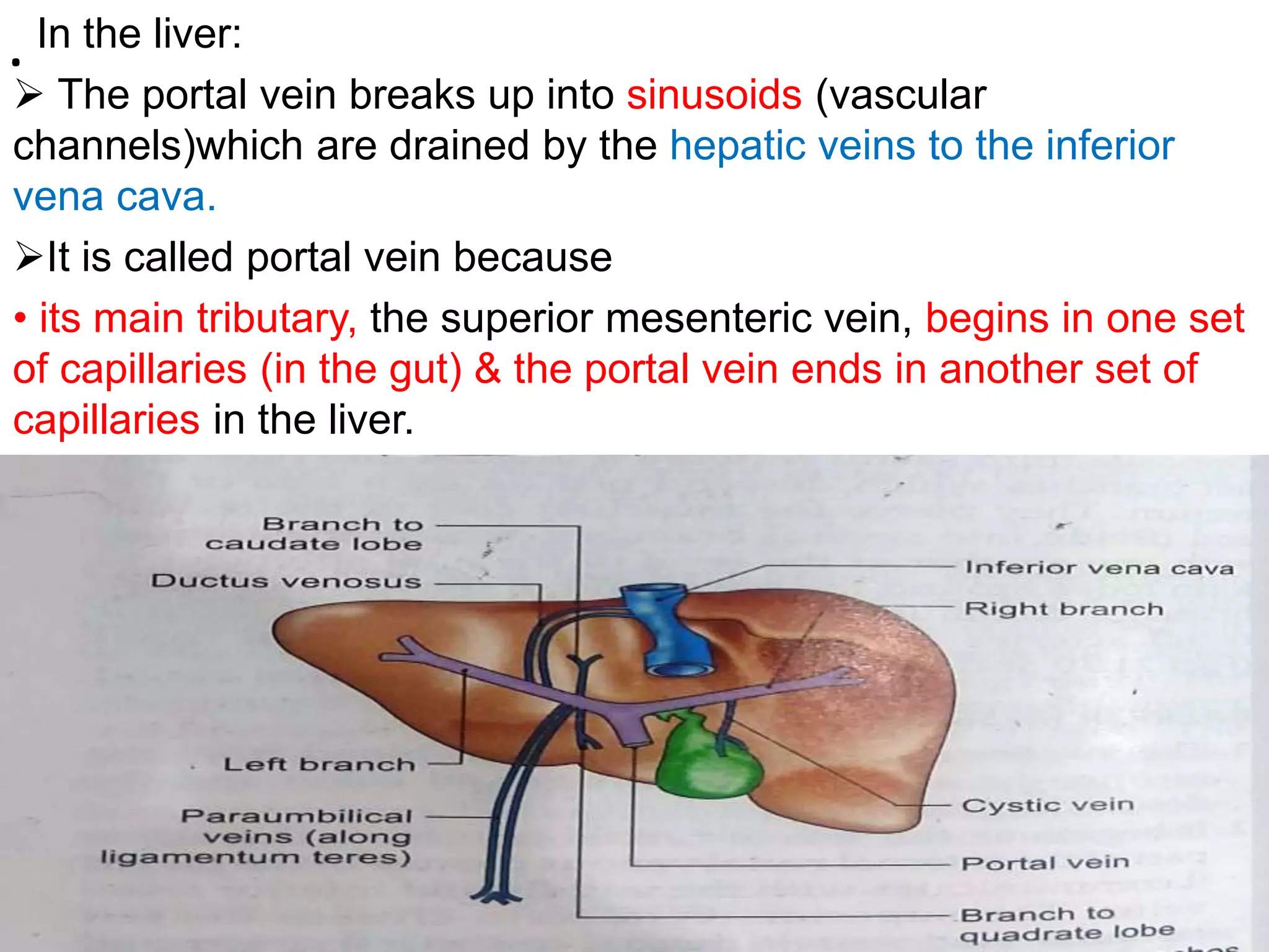Portal vein & portocaval anastomosis | PPTX