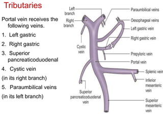 Portal vein & portocaval anastomosis | PPTX