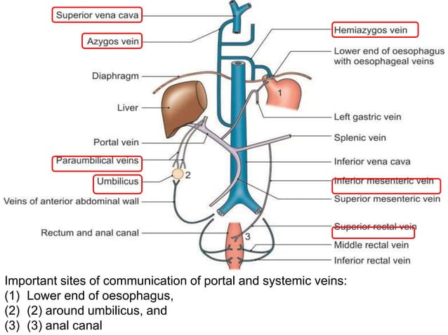 Portal vein & portocaval anastomosis | PPT