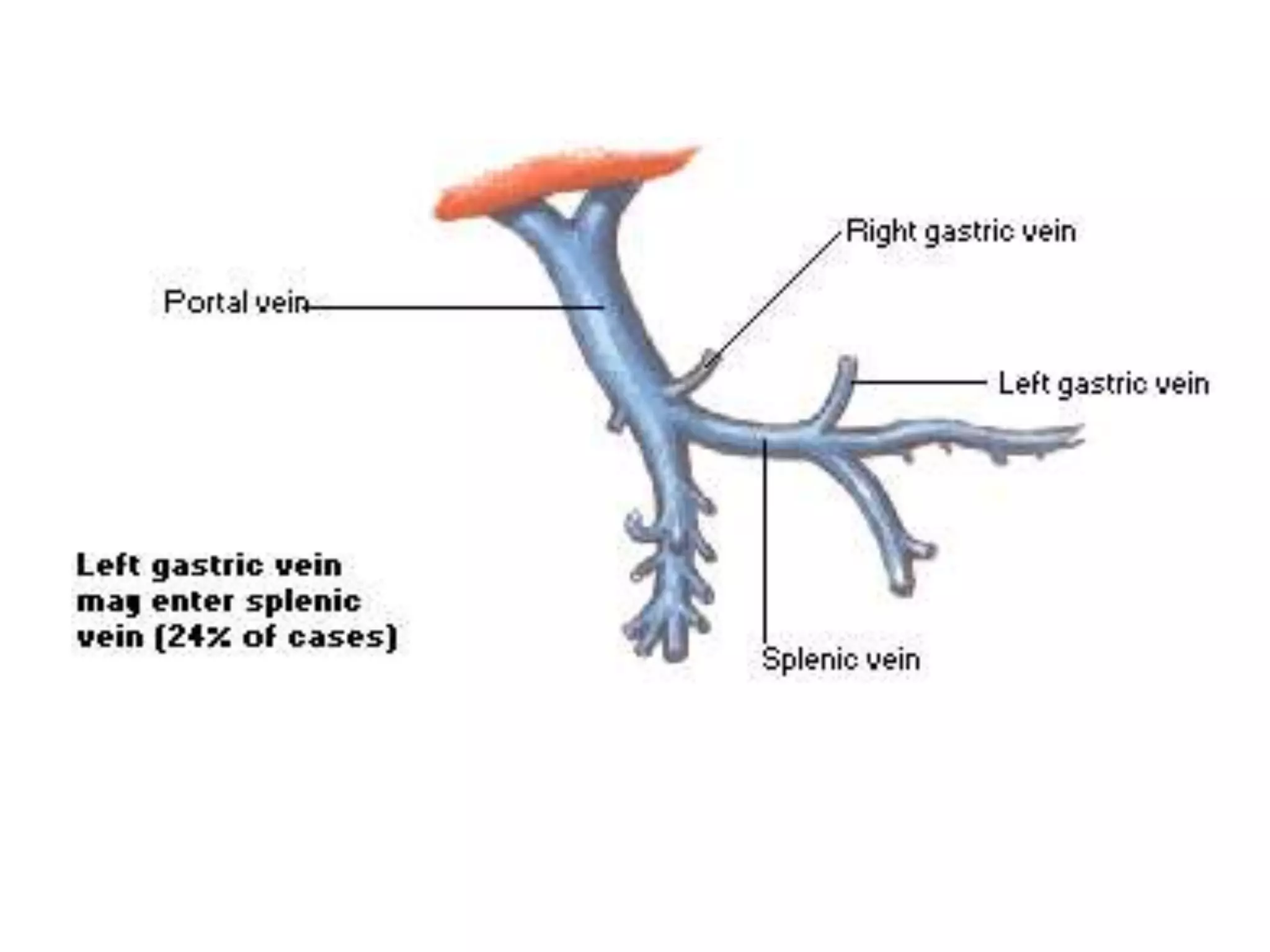 Hepatic Portal vein and portocaval anatomosis | PPTX