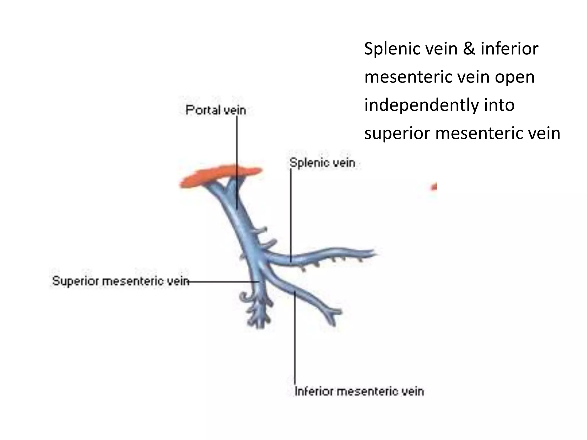 Hepatic Portal vein and portocaval anatomosis | PPTX