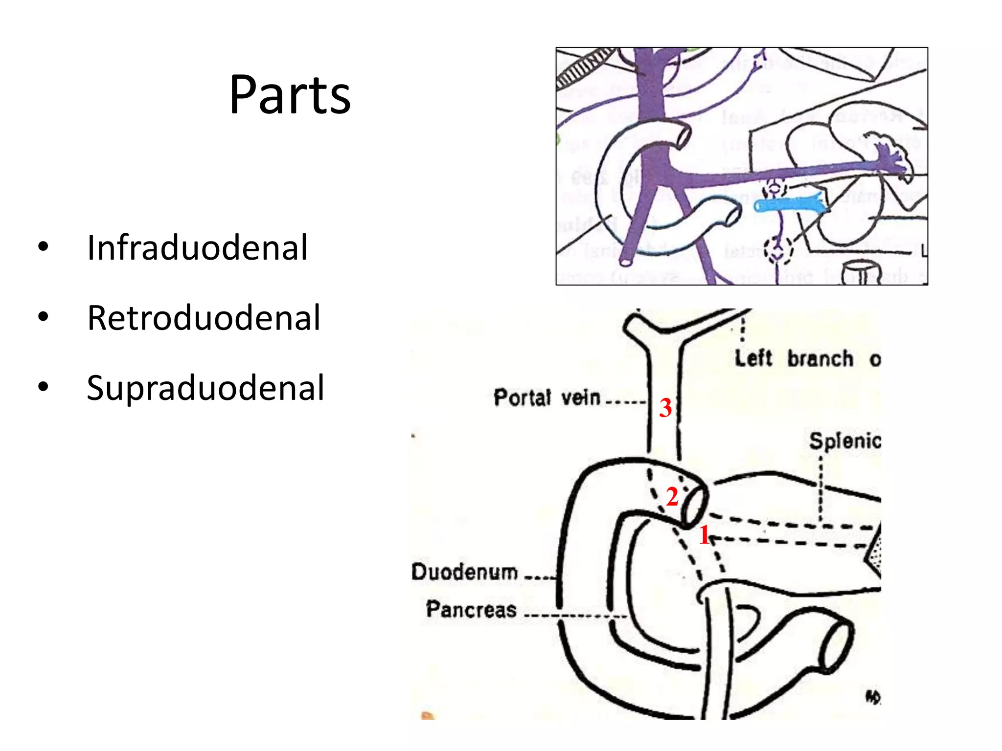 Hepatic Portal vein and portocaval anatomosis | PPTX