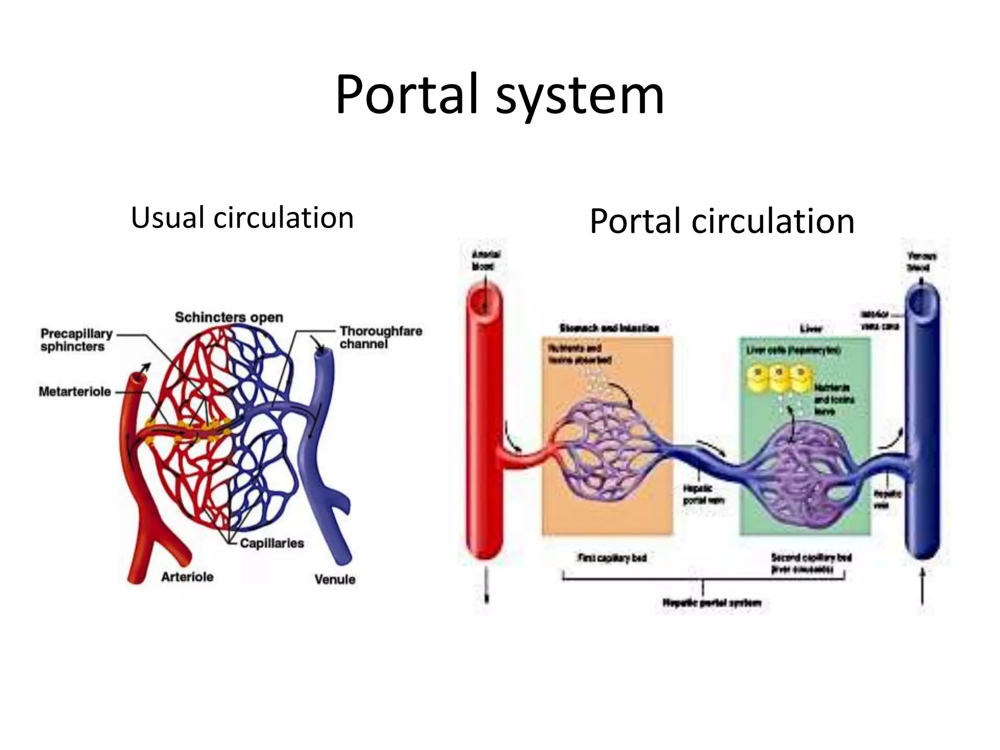 Hepatic Portal vein and portocaval anatomosis | PPTX