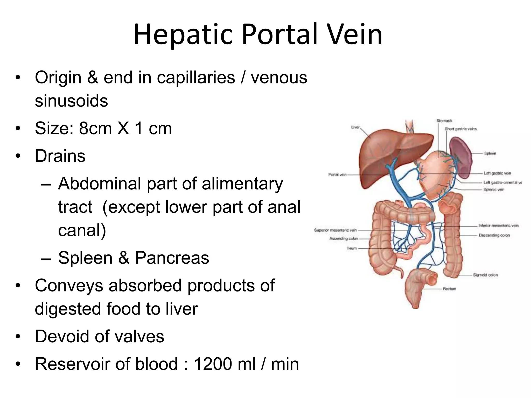 Hepatic Portal vein and portocaval anatomosis | PPTX