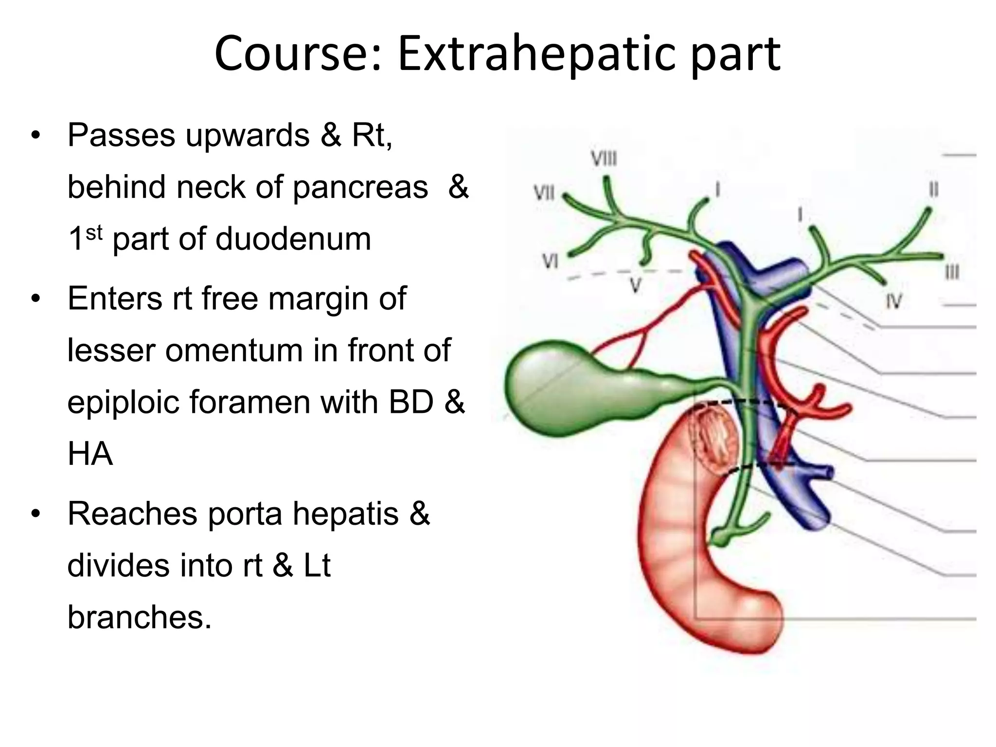 Hepatic Portal vein and portocaval anatomosis | PPTX