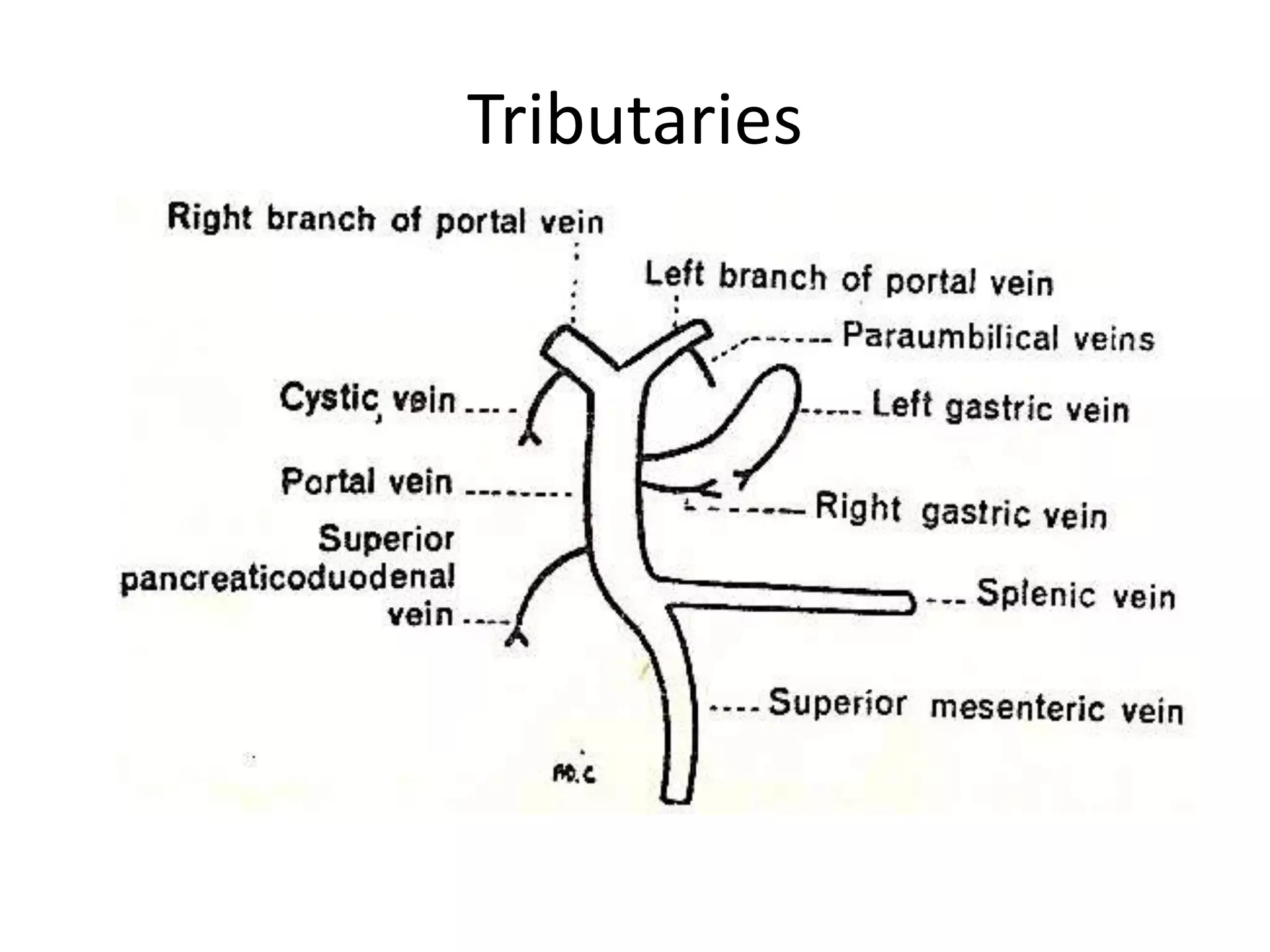 Hepatic Portal vein and portocaval anatomosis | PPTX
