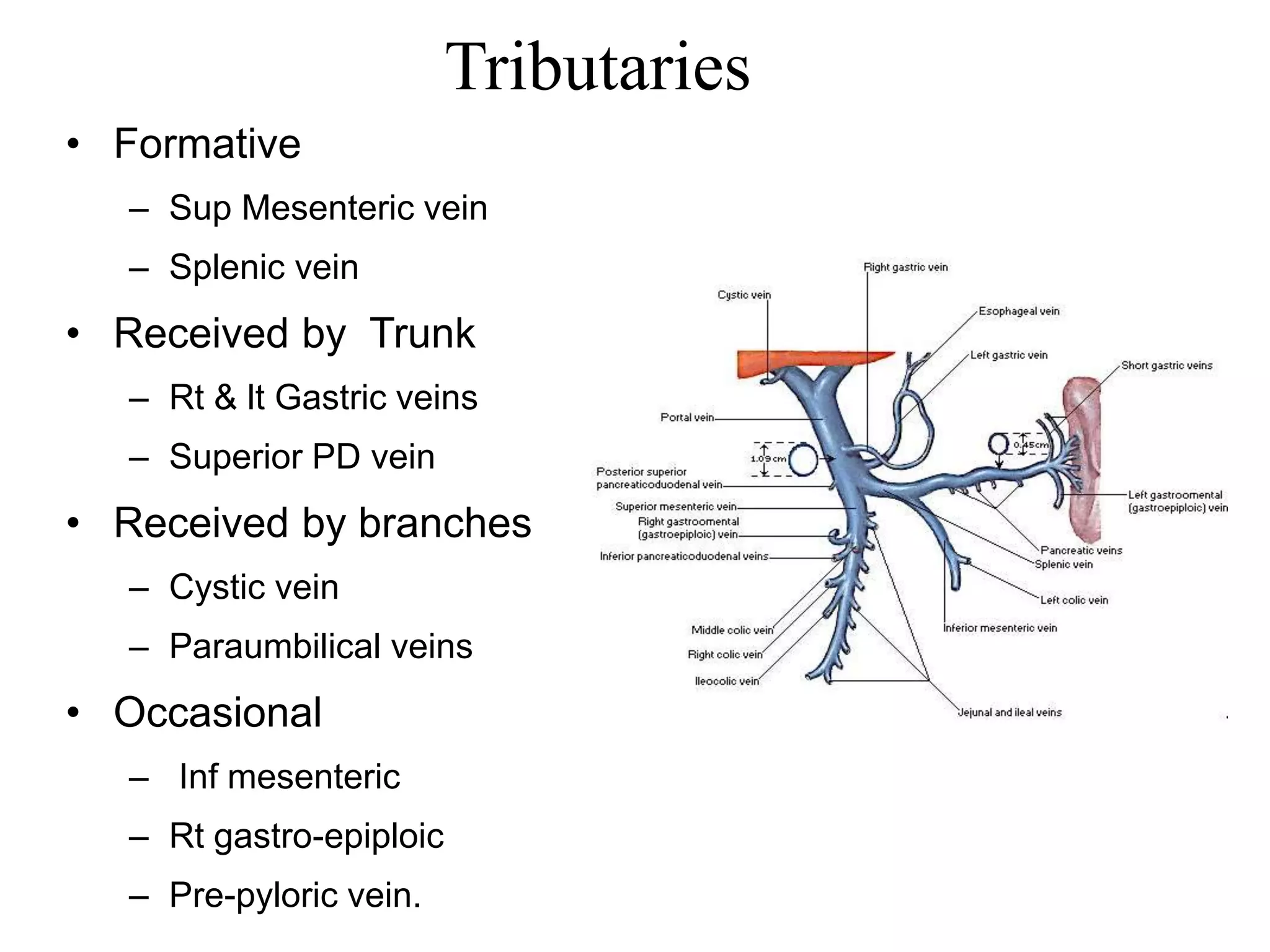 Hepatic Portal vein and portocaval anatomosis | PPTX
