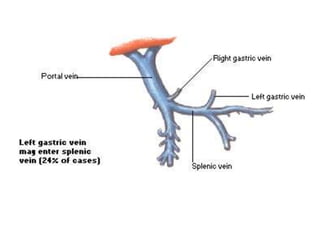 Hepatic Portal vein and portocaval anatomosis | PPTX