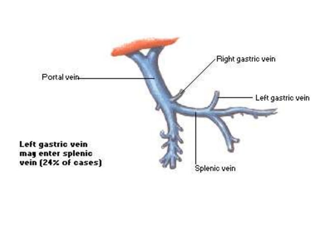 Hepatic Portal vein and portocaval anatomosis | PPTX | Digestive ...