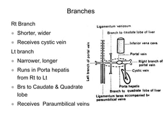Hepatic Portal vein and portocaval anatomosis | PPTX