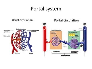 Hepatic Portal vein and portocaval anatomosis | PPTX
