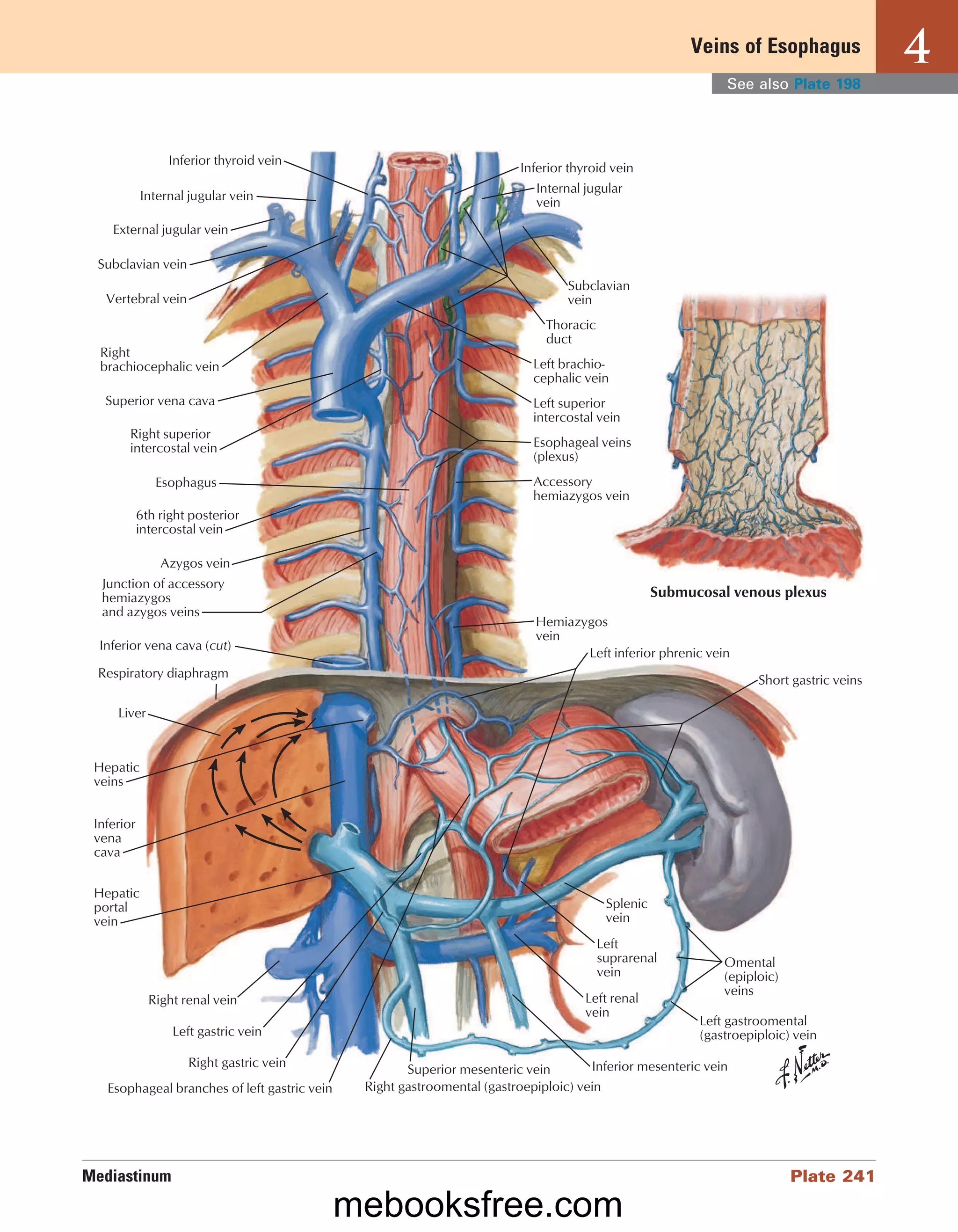 Portal venous system pictures | PDF