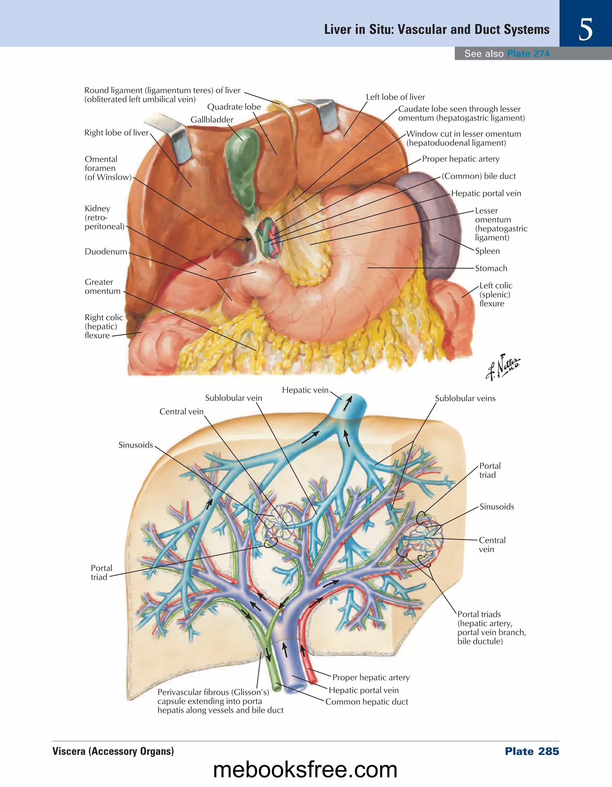 Portal venous system pictures | PDF