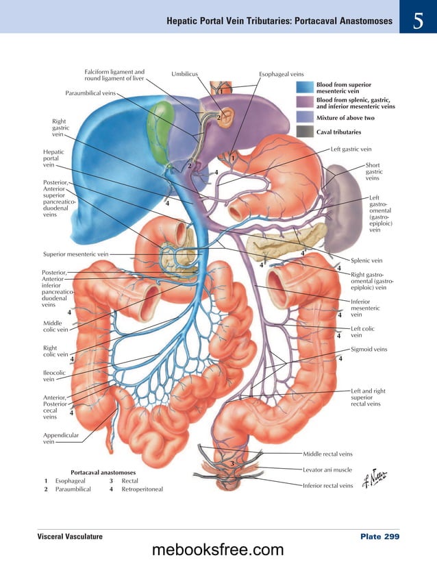 Talk:Portal Venous System , Venous Anatomy of the Abdomen and Pelvis – PFMR
